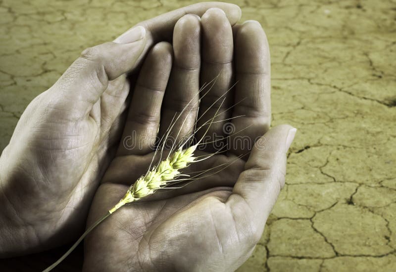 Starvation stock photo. Image of starvation, food, nutrition - 7558198