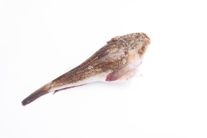 Starvgazer Fish Isolated on White Stock Photo - Image of star ...