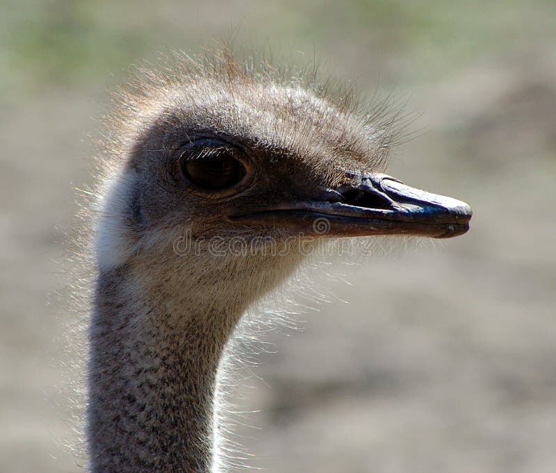3,650 Strusie zdjęć stockowych - bezpłatne i z licencją Royalty Free od ...
