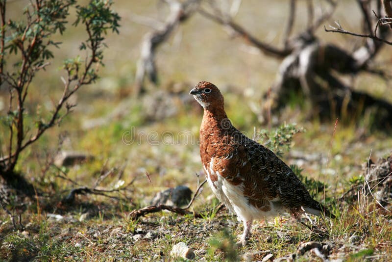 State Bird of Alaska Willow Ptarmigan Denali Stock Image - Image of ...