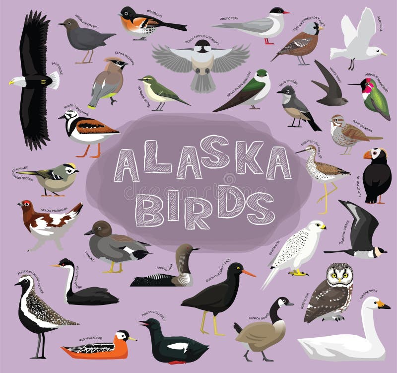 State Birds Alaska Set Vector Illustration Stock Vector - Illustration ...