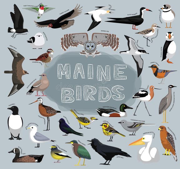 State Birds Maine Set Vector Illustration Stock Vector - Illustration ...