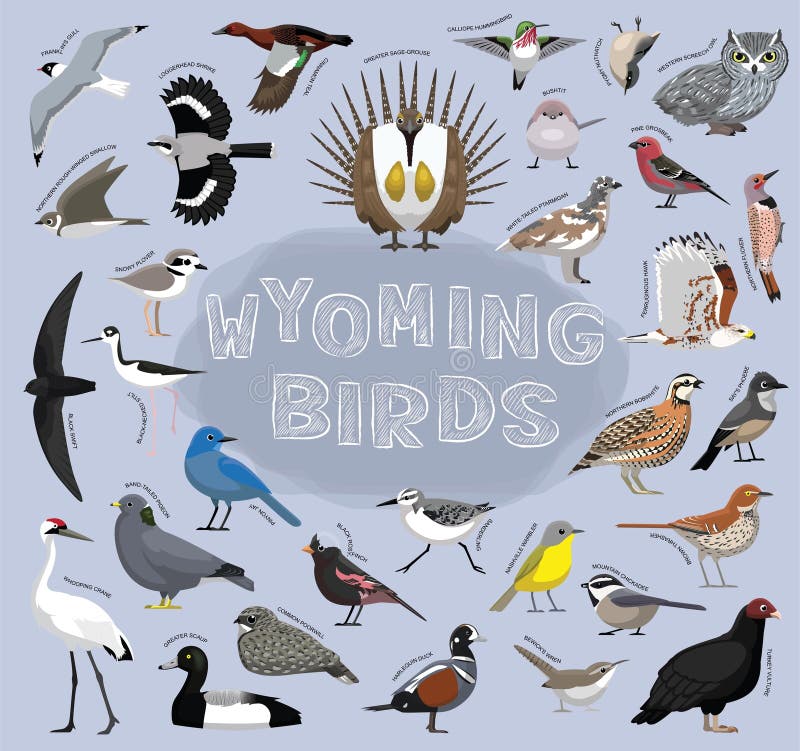 State Birds Wyoming Set Vector Illustration Stock Vector - Illustration ...