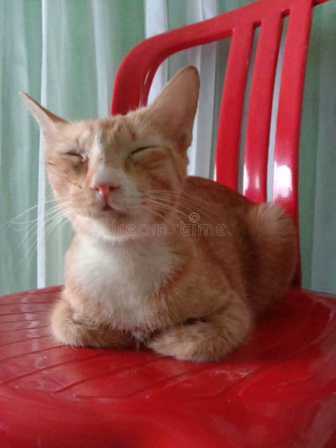 The State of the Cat Whsleepy Catsen Sleepy Stock Photo - Image of ...