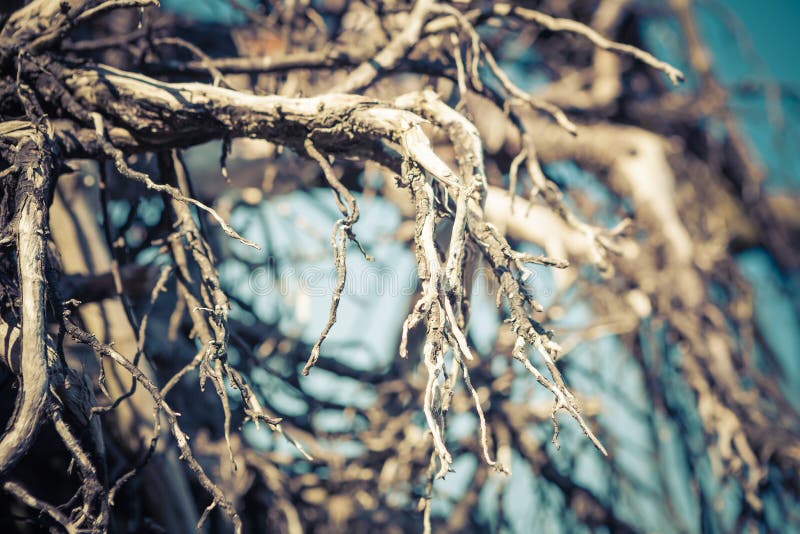 State of Confusion stock image. Image of plant, nature - 57374793