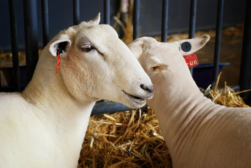 State Fair Sheep stock photo. Image of white, prized, barn - 8029156