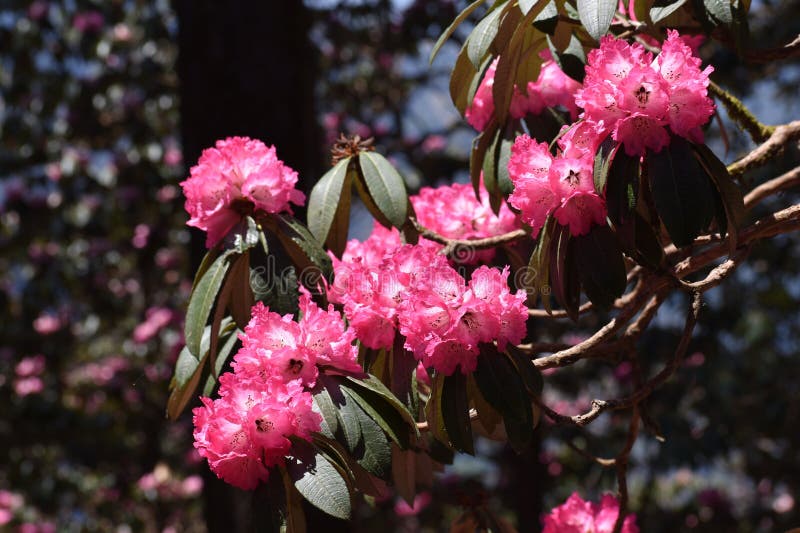 State Flower Uttarakhand Buransh Stock Photos - Free & Royalty-Free ...