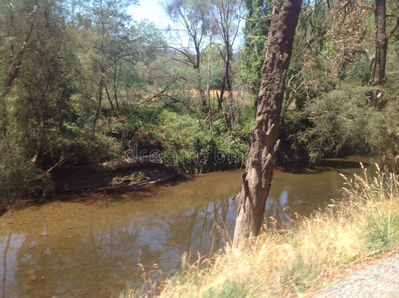 State forest. . stock image. Image of river, state, victoria - 70831927