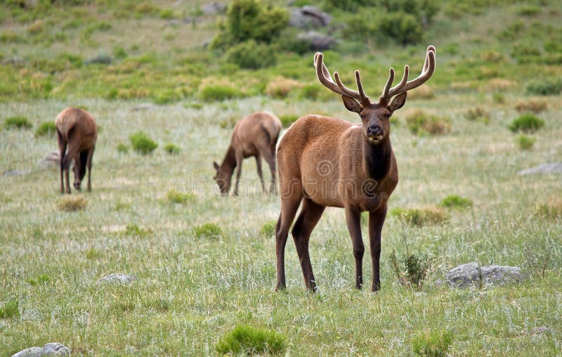 Three Elk stock image. Image of stag, pixart, prairie, hunt - 463233