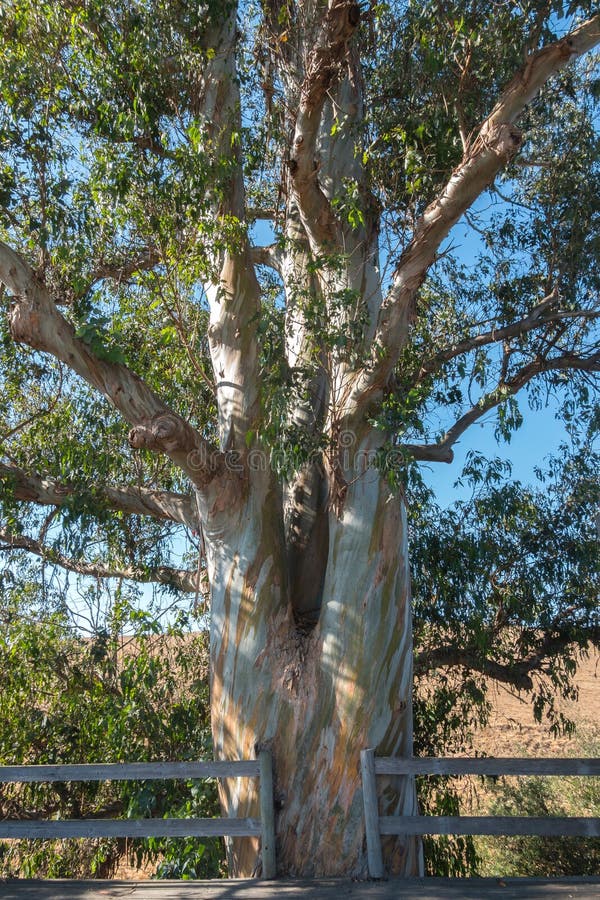 Stately Eucalyptus Tree stock photo. Image of color - 228472772