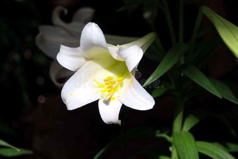 Pure Form White Easter Lily Stock Photo - Image of form, stately: 145780000