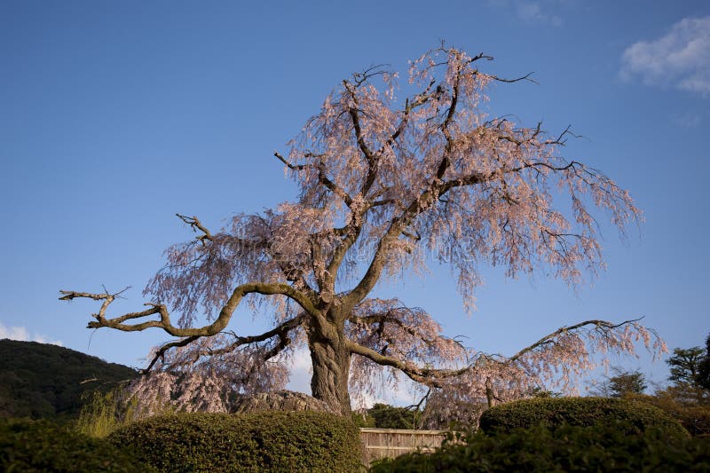 Stately Old Tree in Full Bloom, Japan. Stock Image - Image of gnarly ...