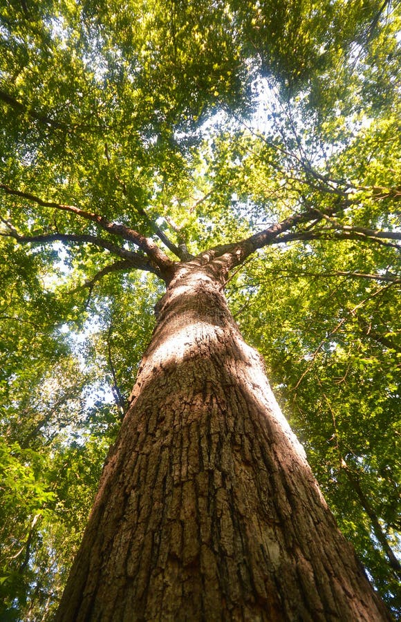 A Stately White Oak Tree in Mianus River State Park Stock Photo - Image ...