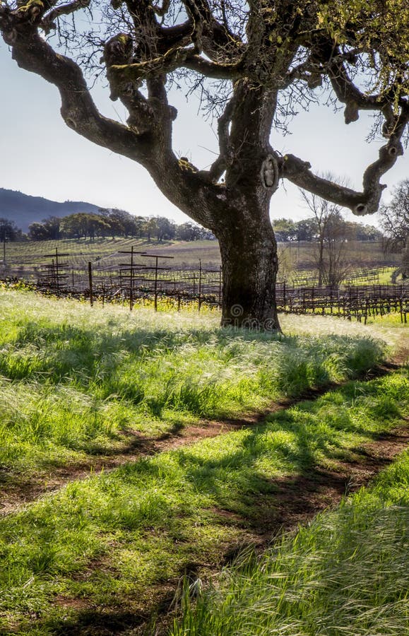 Statement Tree in Middle of Vineyard Stock Image - Image of forest ...