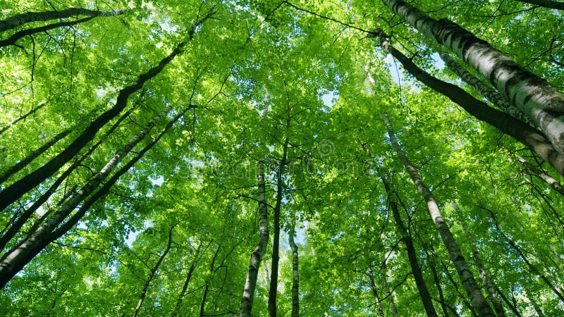 Beautiful Green Deciduous Forest. Overview of a Forest Stock Video ...