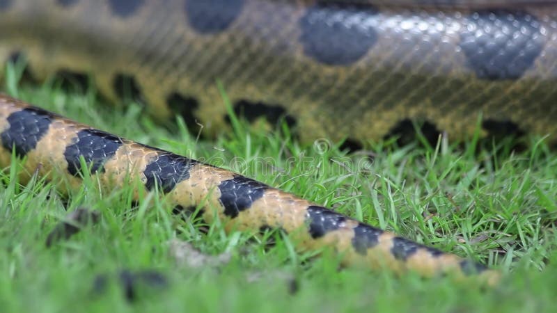 Static Close Up of Huge Anaconda Snake Tail Moving Slowly in Amazon ...