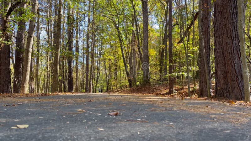 Recreational Trail Cuts through Dense Woods in Public Park Stock ...