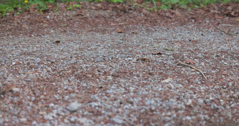Static Low Angle Shot of Bicycle Wheels Passing on Gravel Ground at the ...