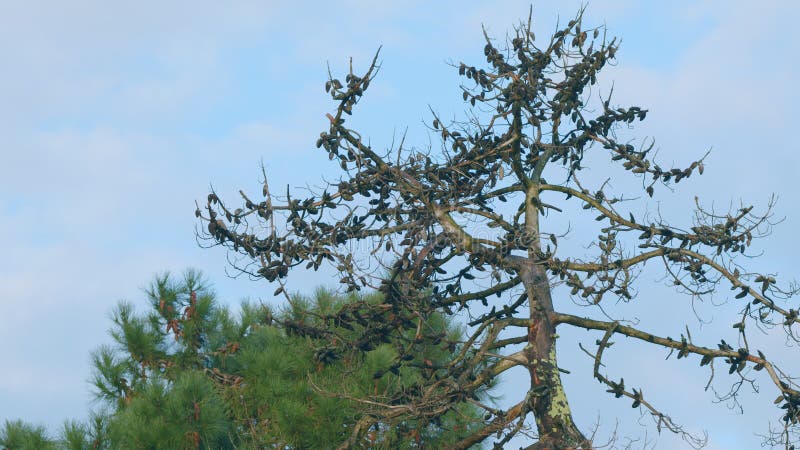 Pinecones on Top of a Pine Tree. Dry Pinecone of Mediterranean Pine on ...