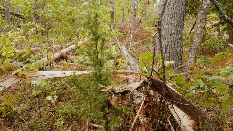 Broken Forest after Powerful Hurricane Stock Video - Video of fall ...