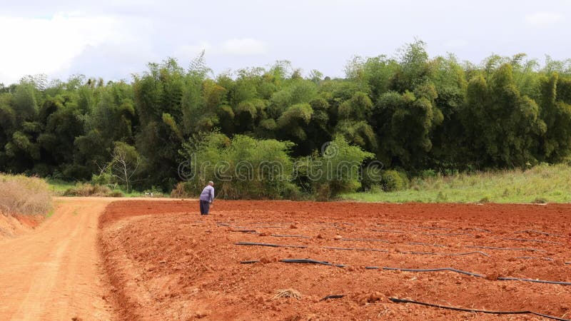 Static Shot of an Old Farmer Plowing the Field with Dense Trees in the ...