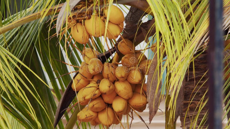 Static Shot of Orange Coconuts Hanging on Tree. Stock Video - Video of ...