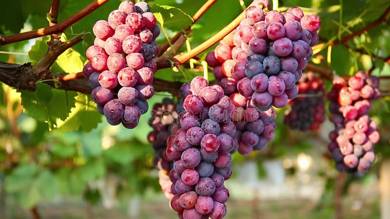 Static Shot of Ripe Crystal Grapes in the Vineyard Stock Video - Video ...