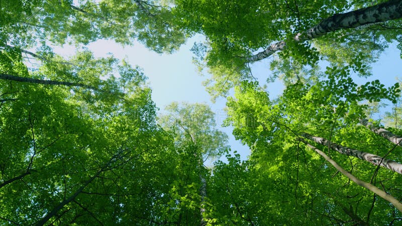Tree Foliage with the Leaves Swinging in the Wind on a Background of ...
