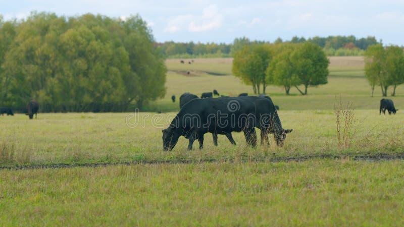 Cattle Brazing in Fields. Black Angus Cows As Herd. Powerful Black Cow ...