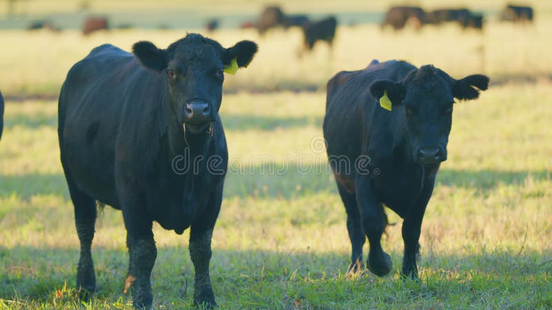 Cow in Landscape. Cow Grazing and Eating Grass. Agriculture Concept ...