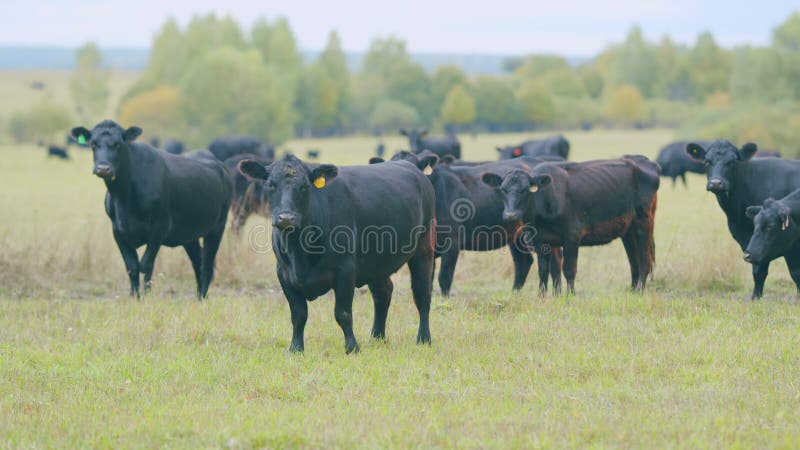Cows Eating Grass on Beautiful Field. Black Cow Eating Fresh Spring ...