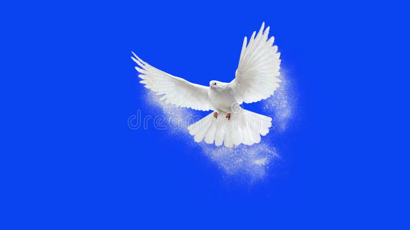 Static White Dove Alpha Loop 4K Stock Video - Video of static, sign ...