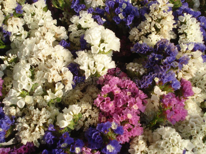 Statice anual (limonium) foto de archivo. Imagen de anual - 33145922