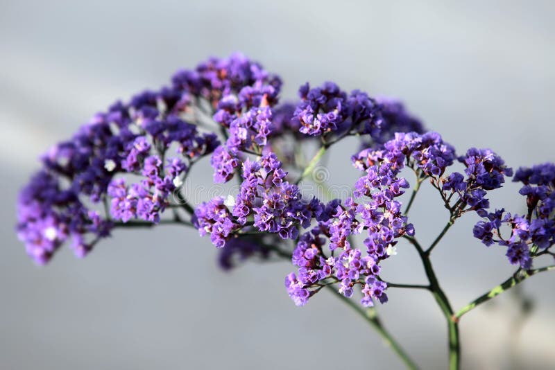 Statice flower stock photo. Image of composition, dried - 17738854