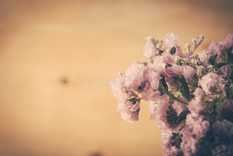313 Purple Static Flower Stock Photos - Free & Royalty-Free Stock ...