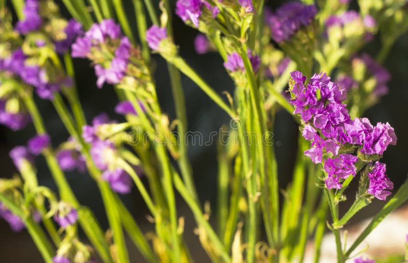 Statice flower stock photo. Image of flowers, limonium - 56292580