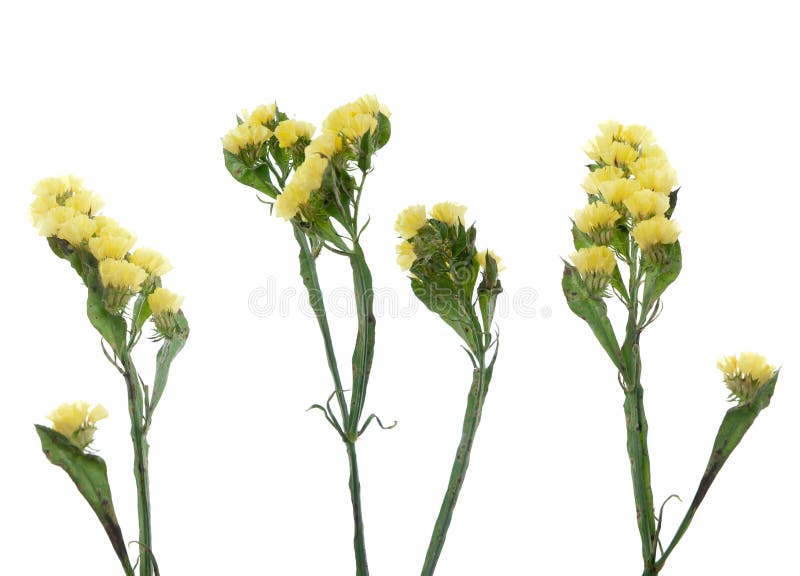 Statice flower stock photo. Image of composition, dried - 17738854