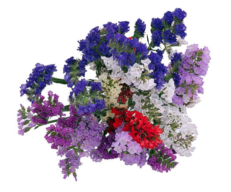 Statice flowers over white stock photo. Image of blue - 23443972
