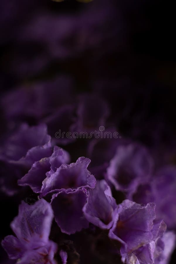 Statice Notched Purple Attraction Dramatic Macro Photography of Purple ...