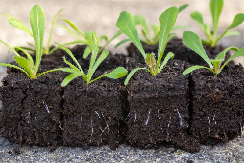 Statice Seedlings in Soil Blocks. Air Pruning Means that the Initial ...