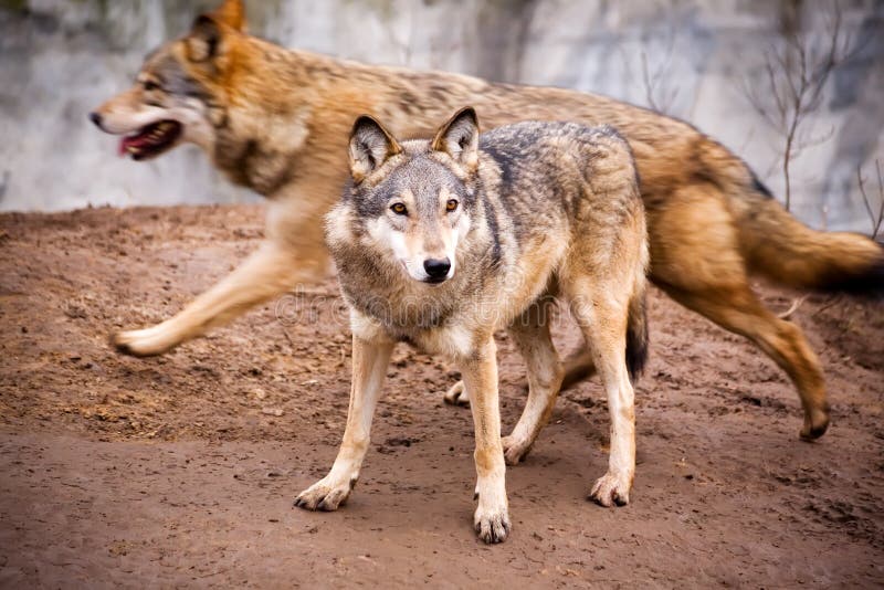 Two wolves side by side stock photo. Image of wolf, stand - 6889068