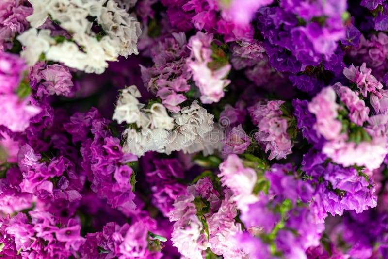 Statis dried flowers stock image. Image of beautiful - 223775187