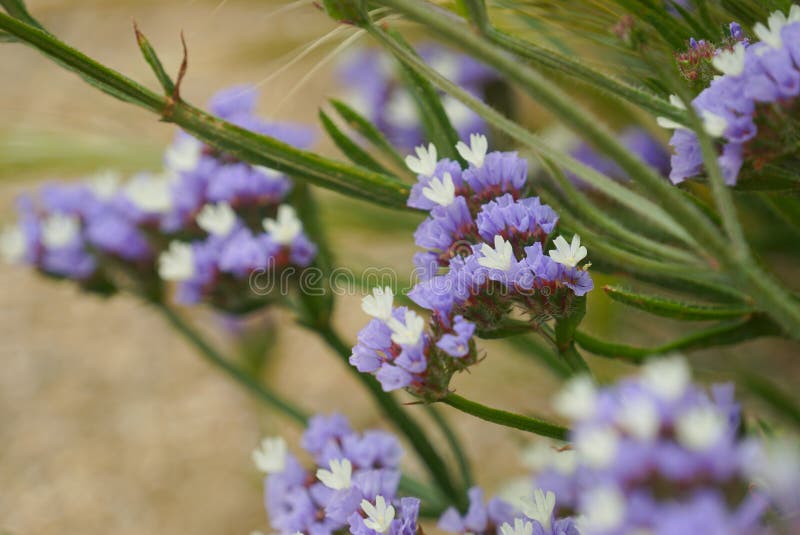 Statis flower in vase stock photo. Image of tiny, nature - 98018884
