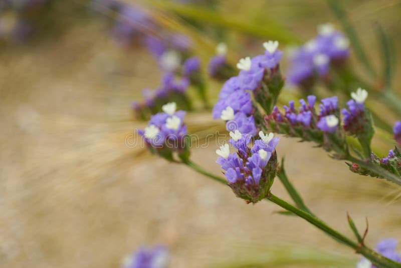 Statis Flowers in Nature,Mykonos,Greece. Stock Image - Image of produce ...
