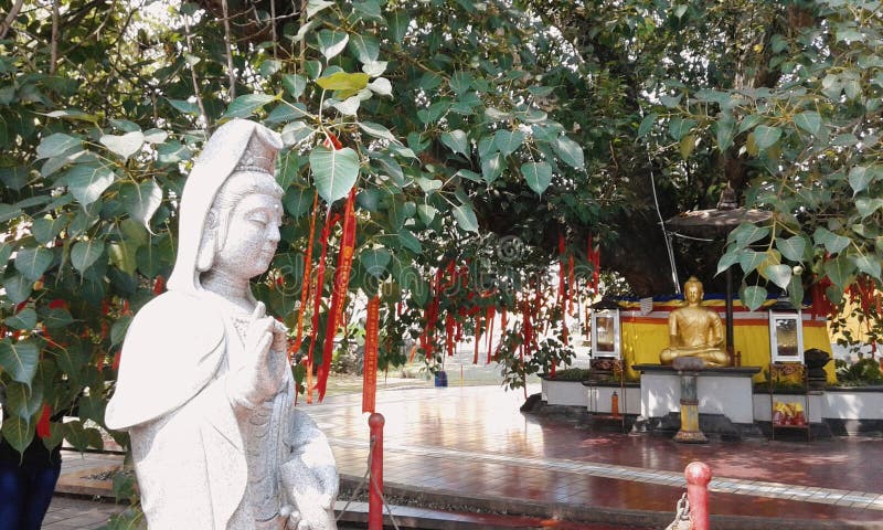 Statue of the Goddess Kwan Im and Buddha Statue Under the Bodhi Tree ...