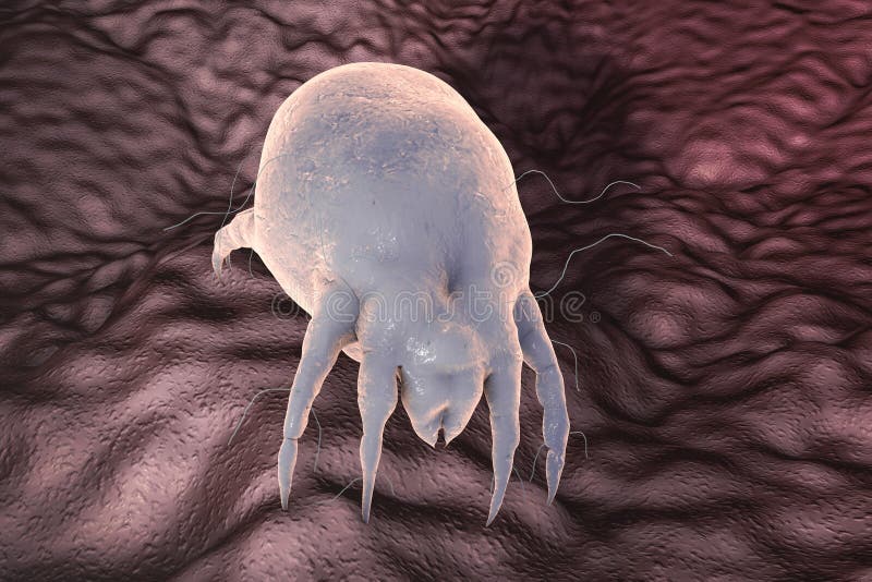 Staubmilbe Dermatophagoides Stock Abbildung - Illustration von ...