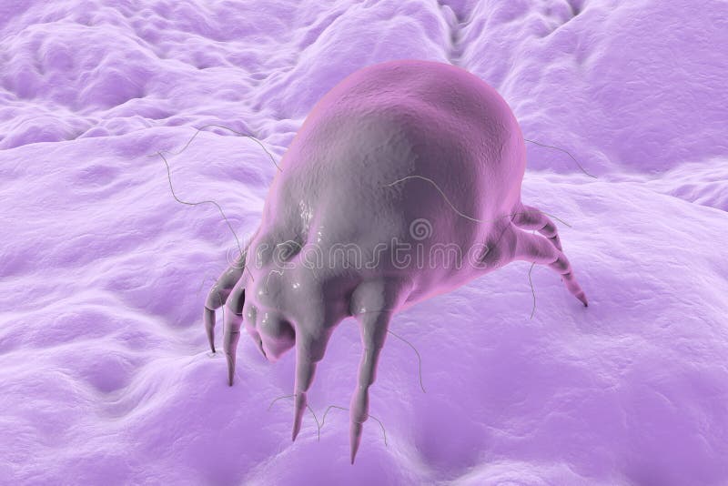 Staubmilbe Dermatophagoides Stock Abbildung - Illustration von ...