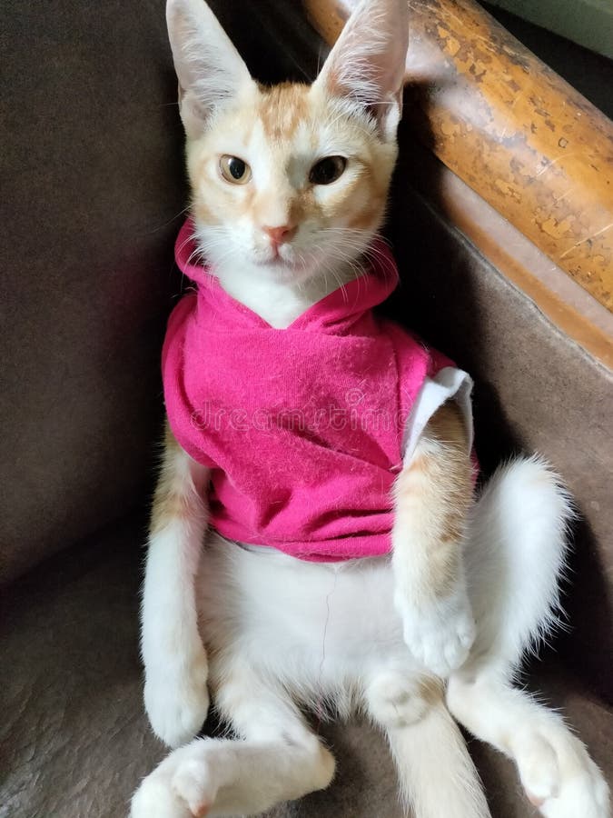 Stay Calm when Take a Picture Stock Image - Image of pink, toro: 269370739