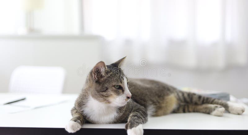 Stay Home Stay Safe with Cat in Room Stock Photo - Image of caucasian ...
