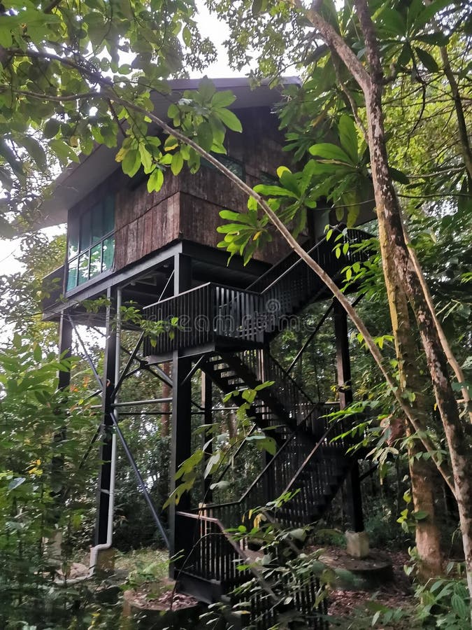 Stay in nature tree house stock photo. Image of stay - 192155210